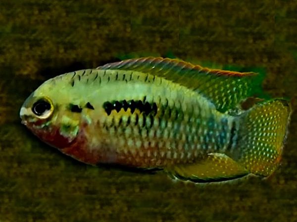 Roter Tüpfelbuntbarsch Laetacara dorsigera